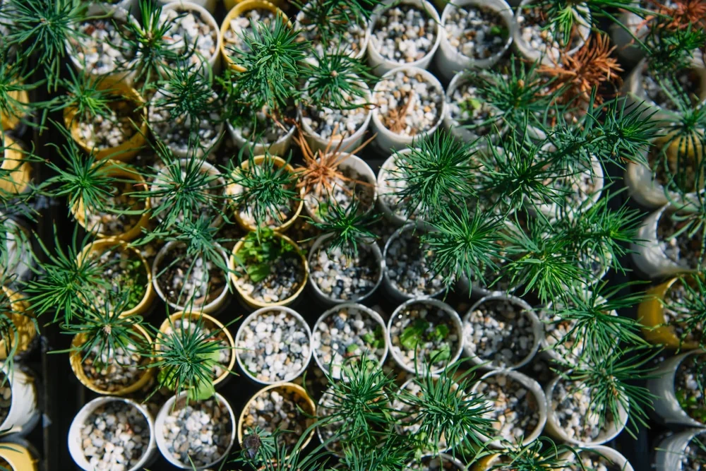 About Blister Rust | Protect White Pines Today — Sugar Pine Foundation
