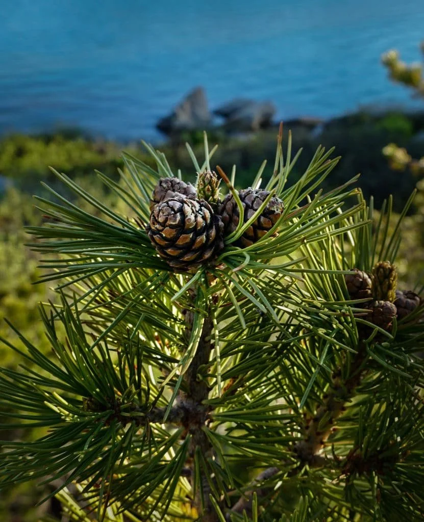 About Blister Rust | Protect White Pines Today — Sugar Pine Foundation