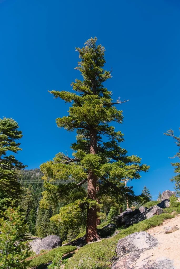 Saving the Sierra: Volunteers can help repopulate lost conifers in the ...