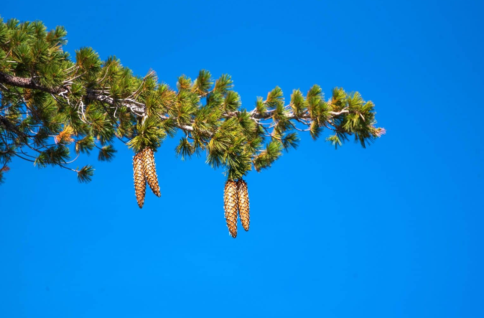 Saving the sugar pines: Reviving Tahoe’s forests is a group effort ...