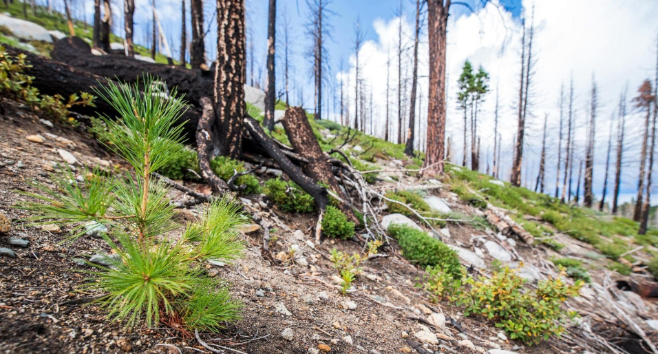 Saving the sugar pines: Reviving Tahoe’s forests is a group effort — Sugar Pine Foundation
