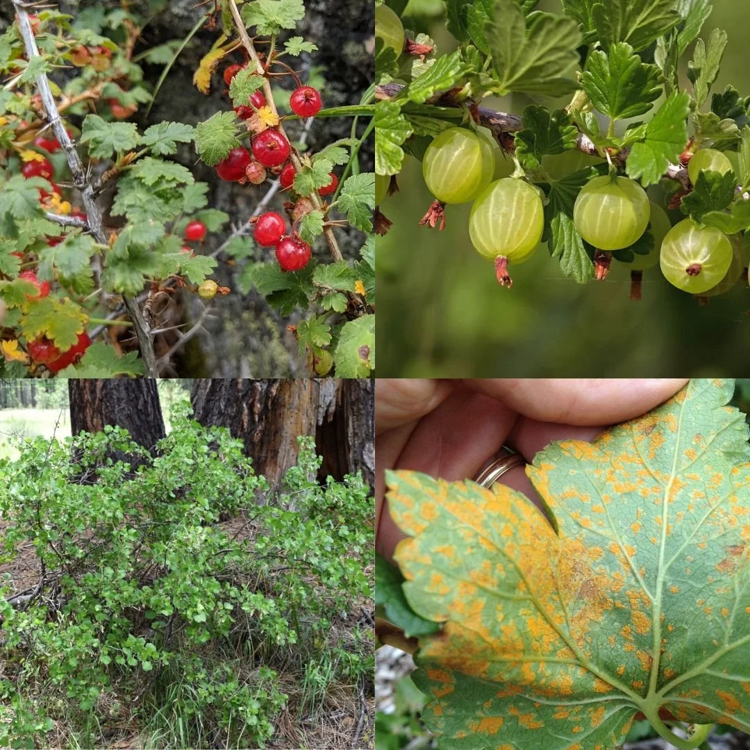 Historical Perspective on Fighting Blister Rust — Sugar Pine Foundation