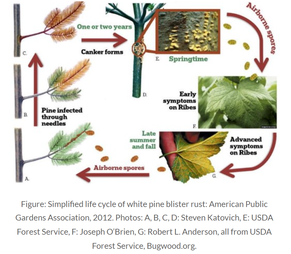 Historical Perspective on Fighting Blister Rust — Sugar Pine Foundation