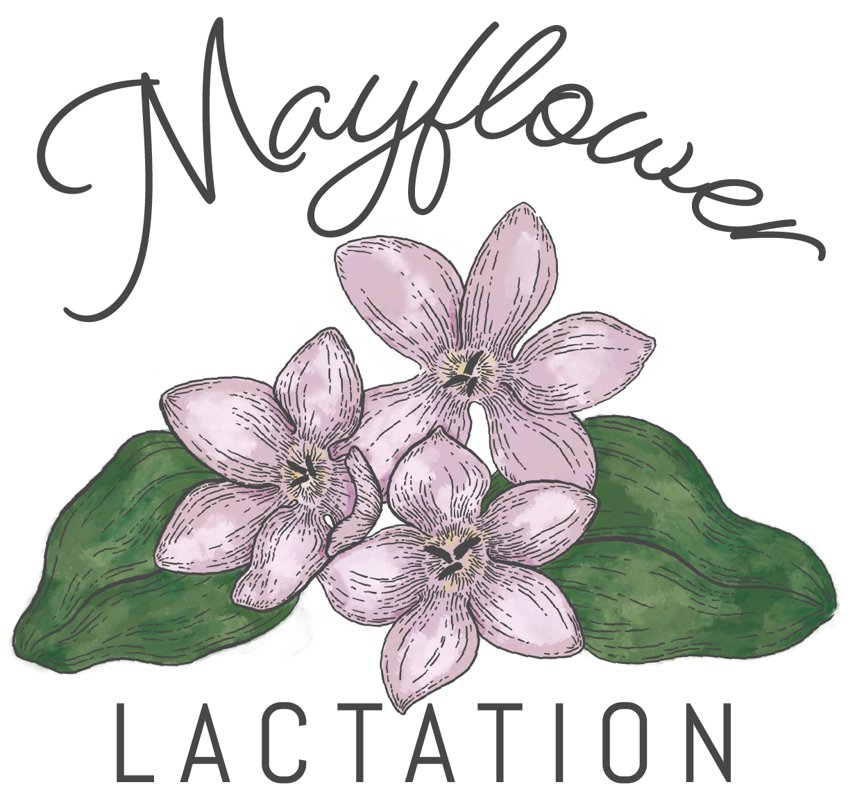 Mayflower Plant Drawing