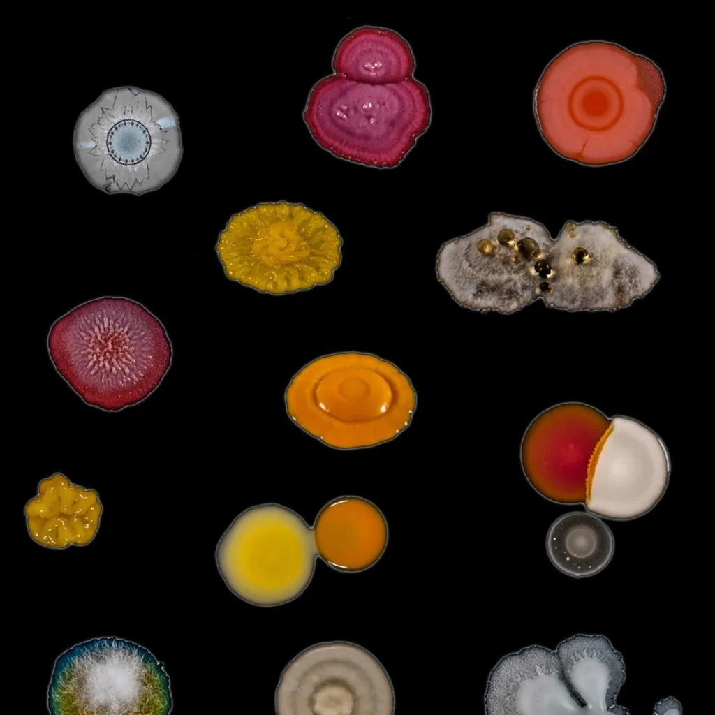 Pleomorphism — SELF HEAL CENTER