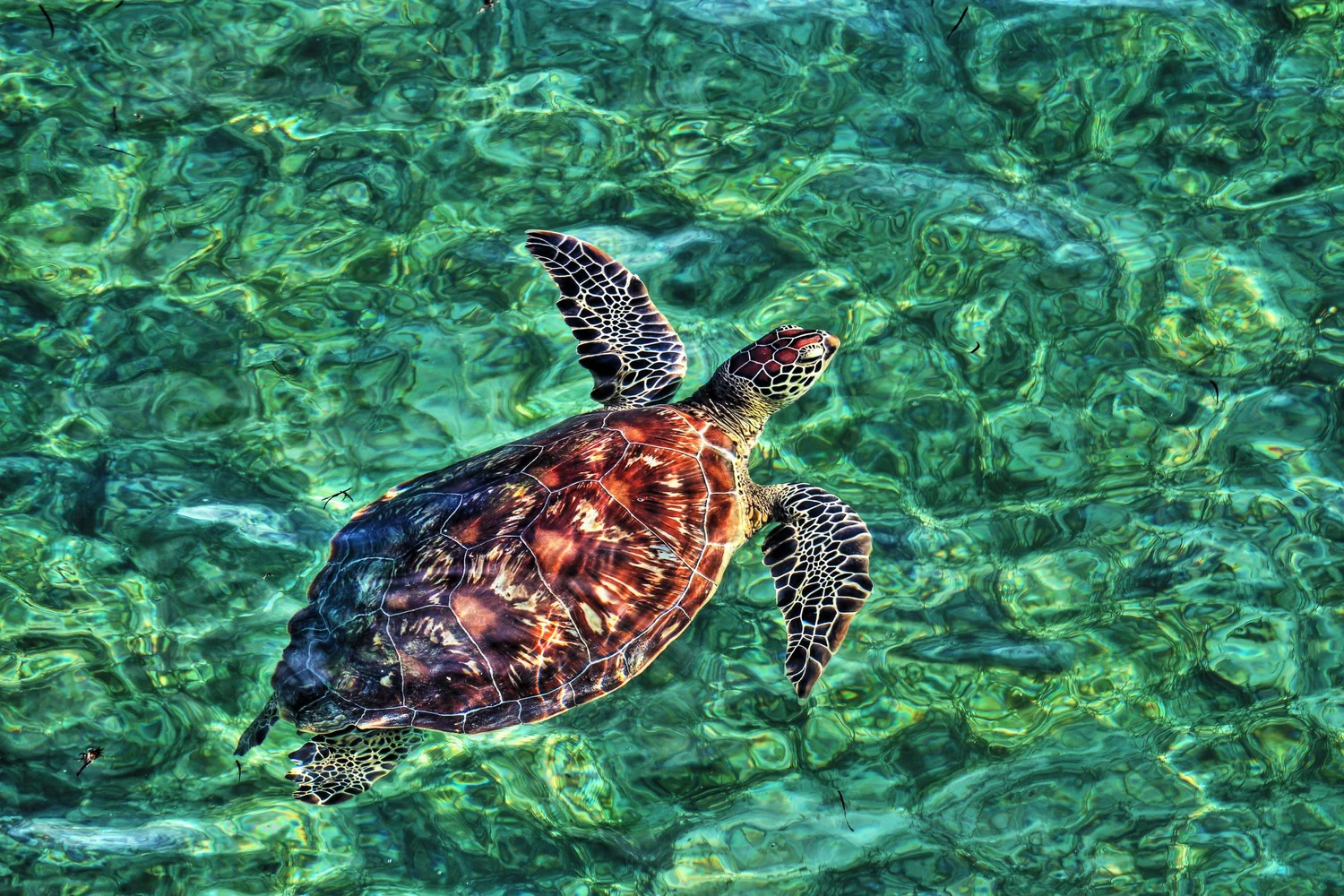 Wildlife Photography — BRETT GUY PHOTOGRAPHY