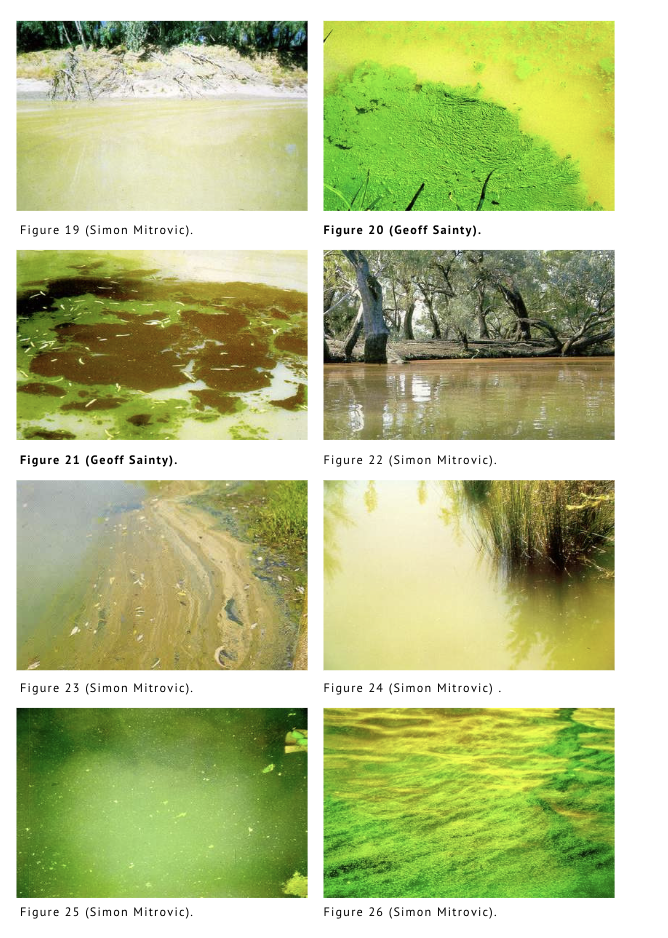 8.1. Algae Identification — OzGreen