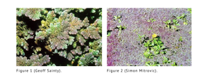 8.1. Algae Identification — OzGreen