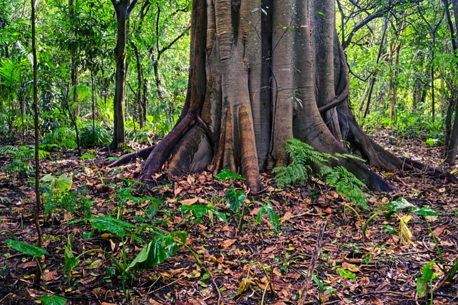 Bellingen Riverwatch — OzGreen