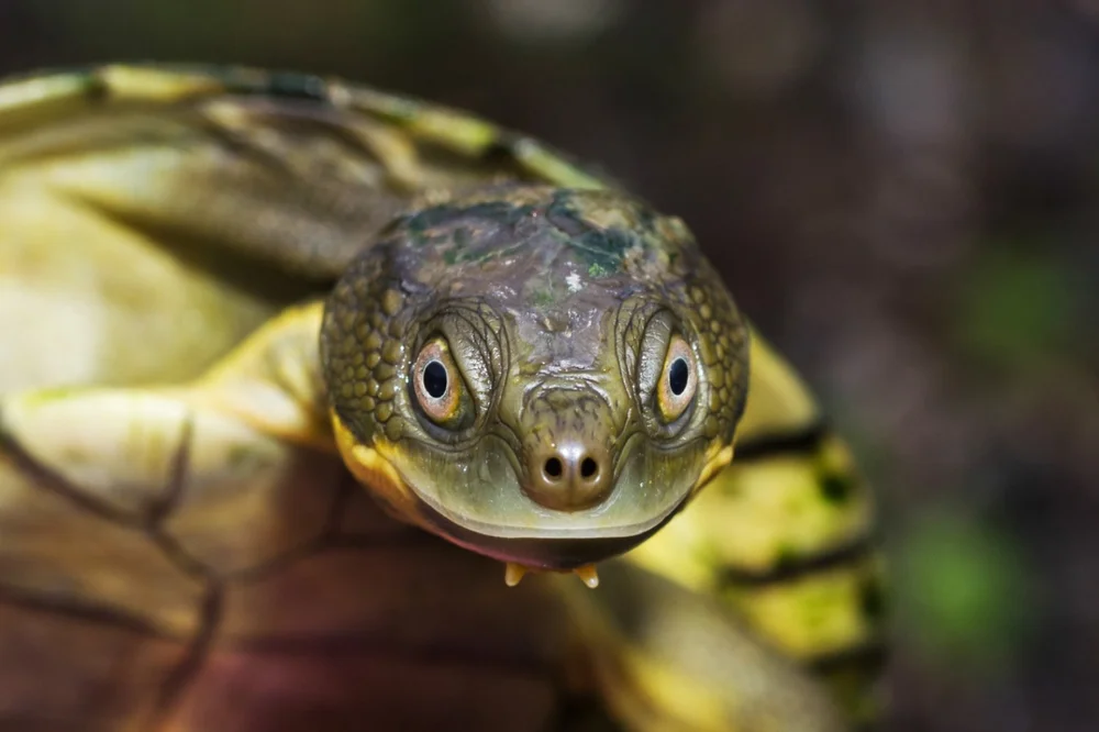 How do you identify the turtles of the Bellinger and Kalang Catchments ...