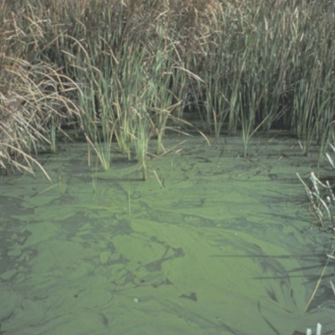 8.1. Algae Identification — OzGreen