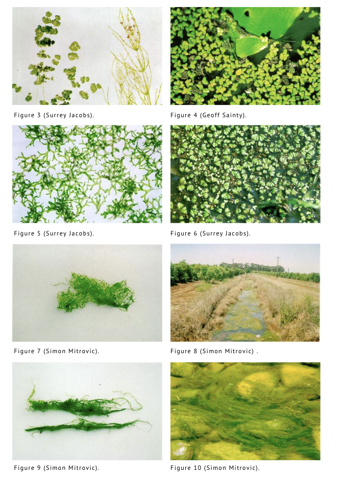 8.1. Algae Identification — OzGreen