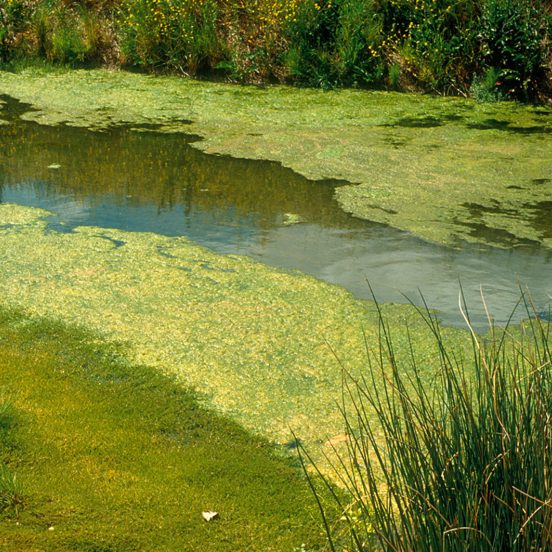 8.1. Algae Identification — OzGreen
