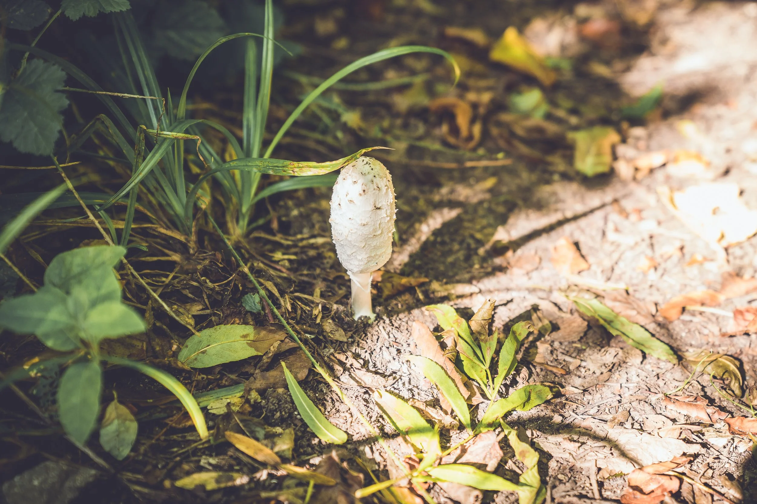 Foraging Walks In Bristol | Foraging Walks In North Wales — Living Wild ...