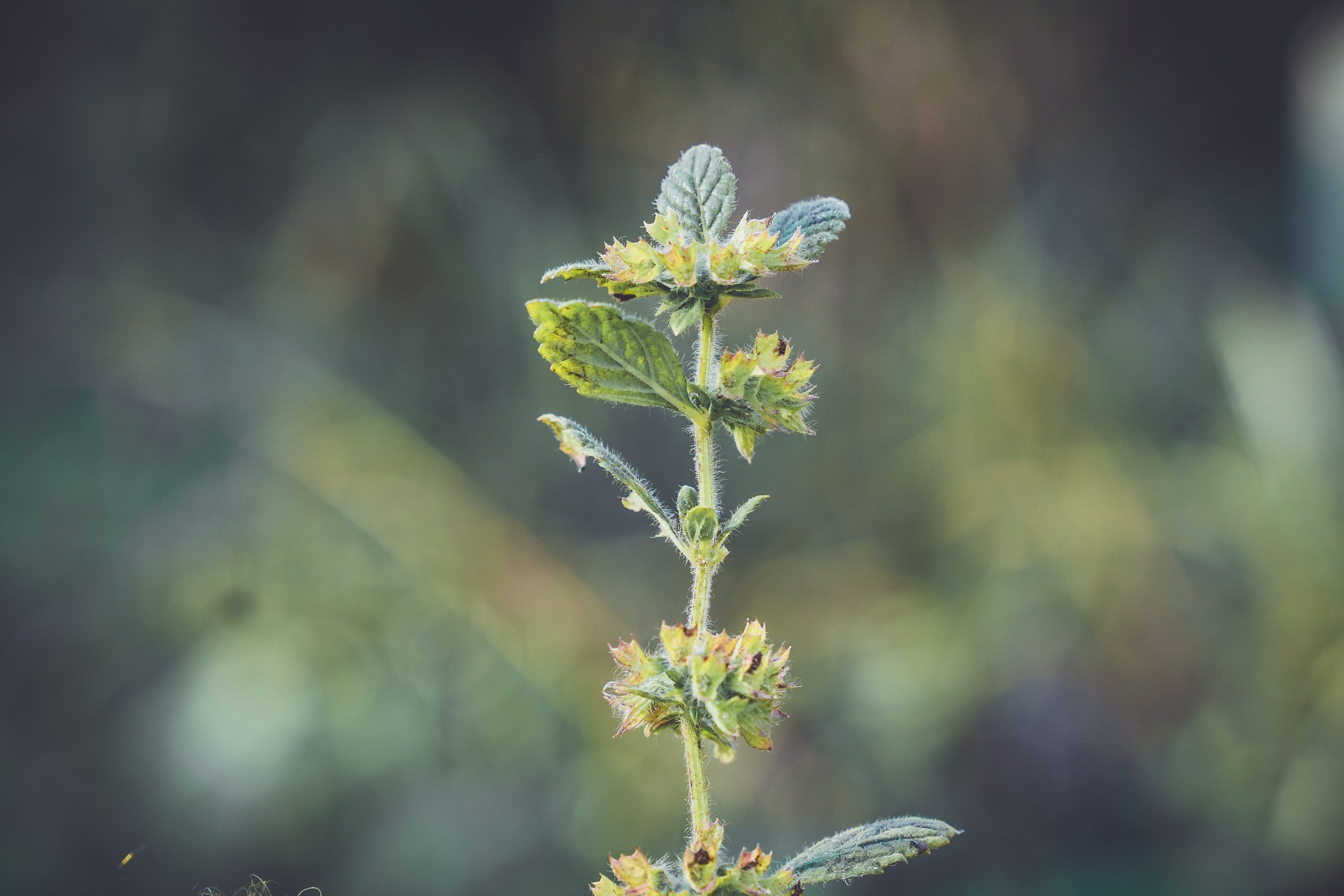 Foraging At The Community Farm | Chew Magna | Foraging Walk Bristol ...