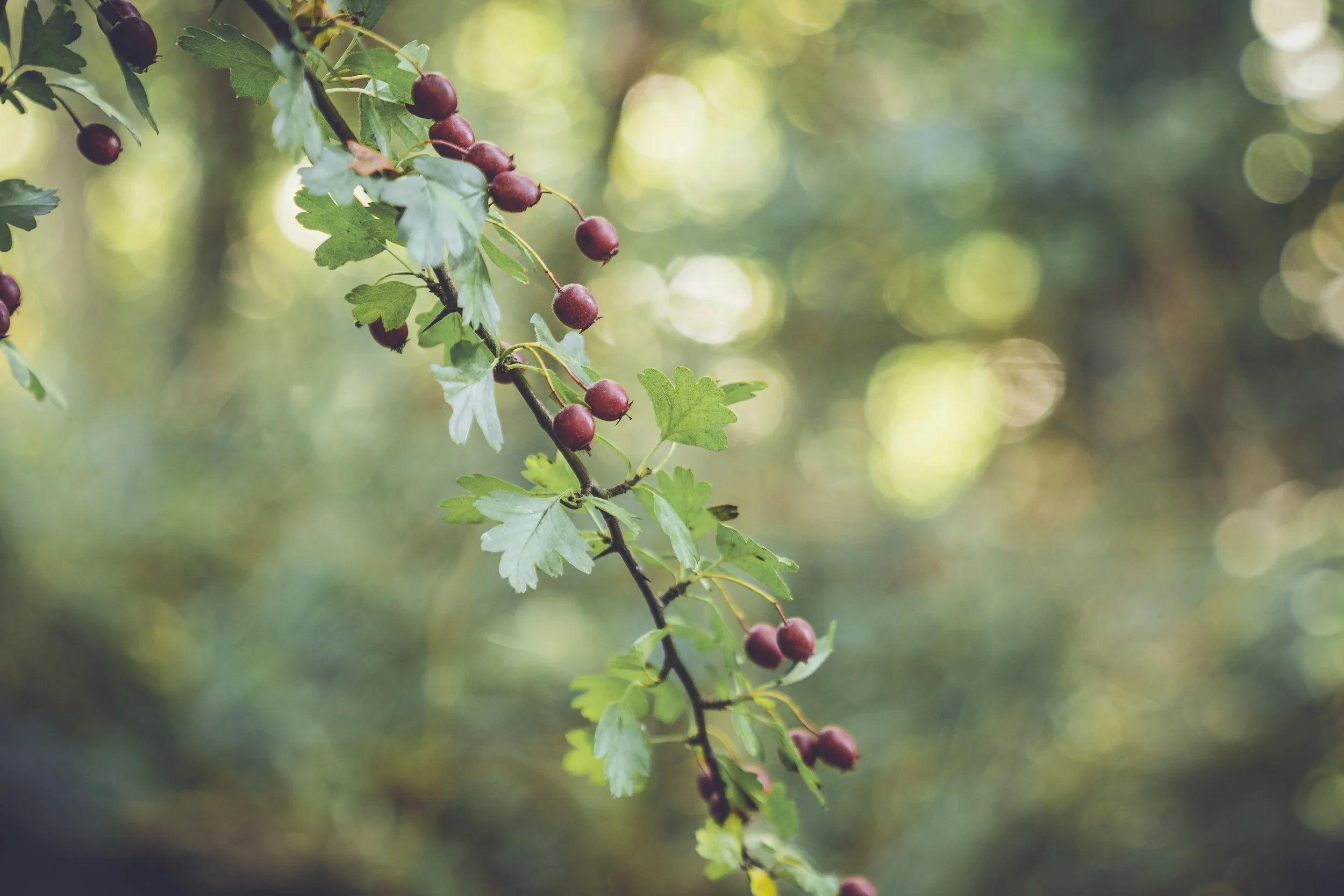 Foraging Walks In Bristol | Foraging Walks In North Wales — Living Wild ...