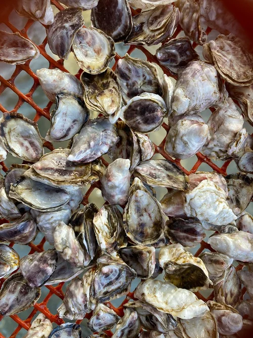 Oysters — Tomales Bay Oyster Company