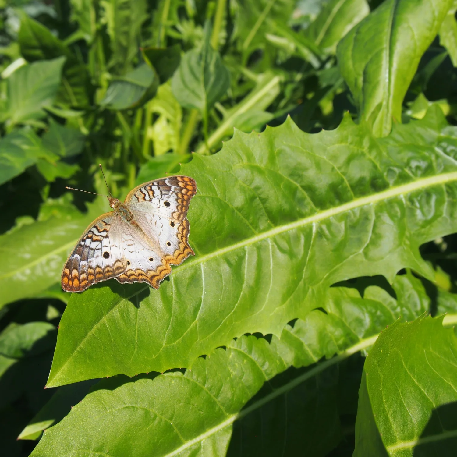 About Kai-Kai Farm — Kai-Kai Farm - Produce - Farm Dinners - Weddings & Events - Indiantown - Stuart
