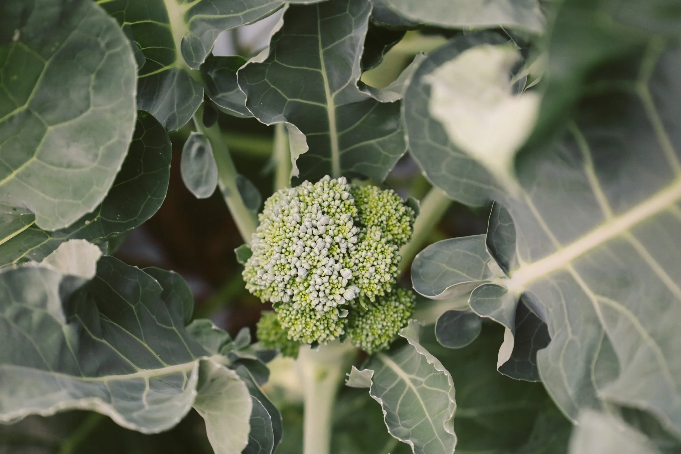 Broccoli, Imperial — Kai-Kai Farm - Produce - Farm Dinners - Weddings ...