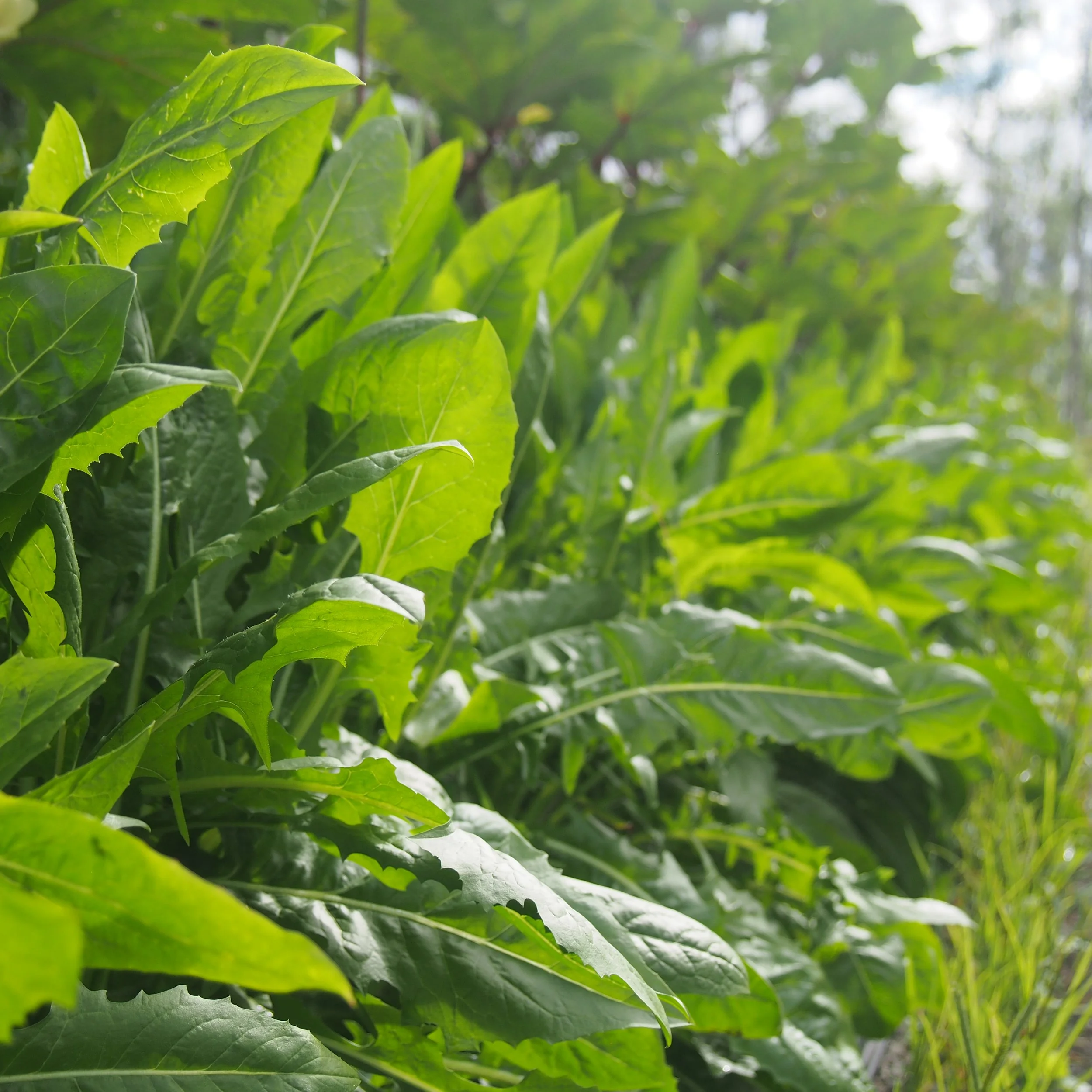 Dandelion Greens — Kai-Kai Farm - Produce - Farm Dinners - Weddings ...