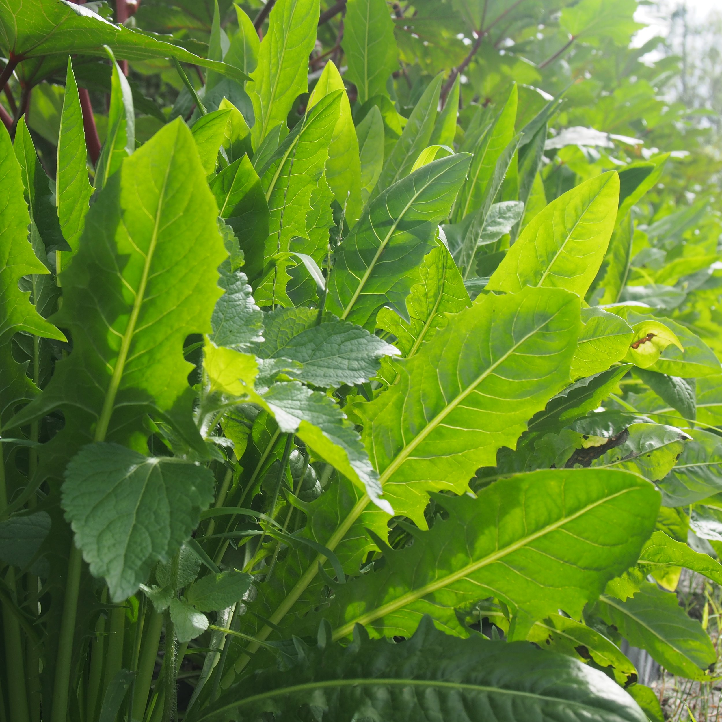 Dandelion Greens — Kai-Kai Farm - Produce - Farm Dinners - Weddings ... Dandelion Greens — Kai-Kai Farm - Produce - Farm Dinners - Weddings ...