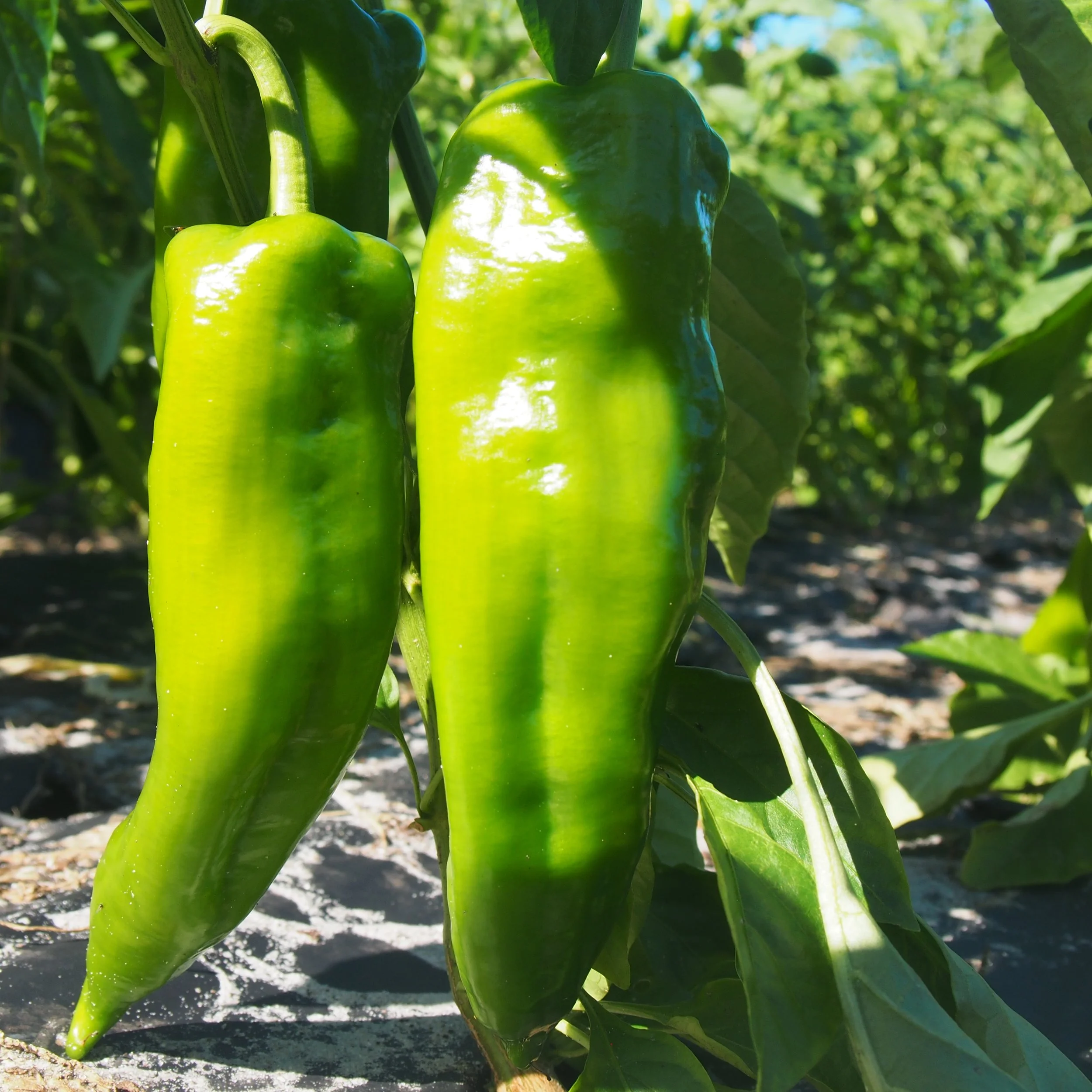 Cubanelle Pepper — Kai-Kai Farm - Produce - Farm Dinners - Weddings ...