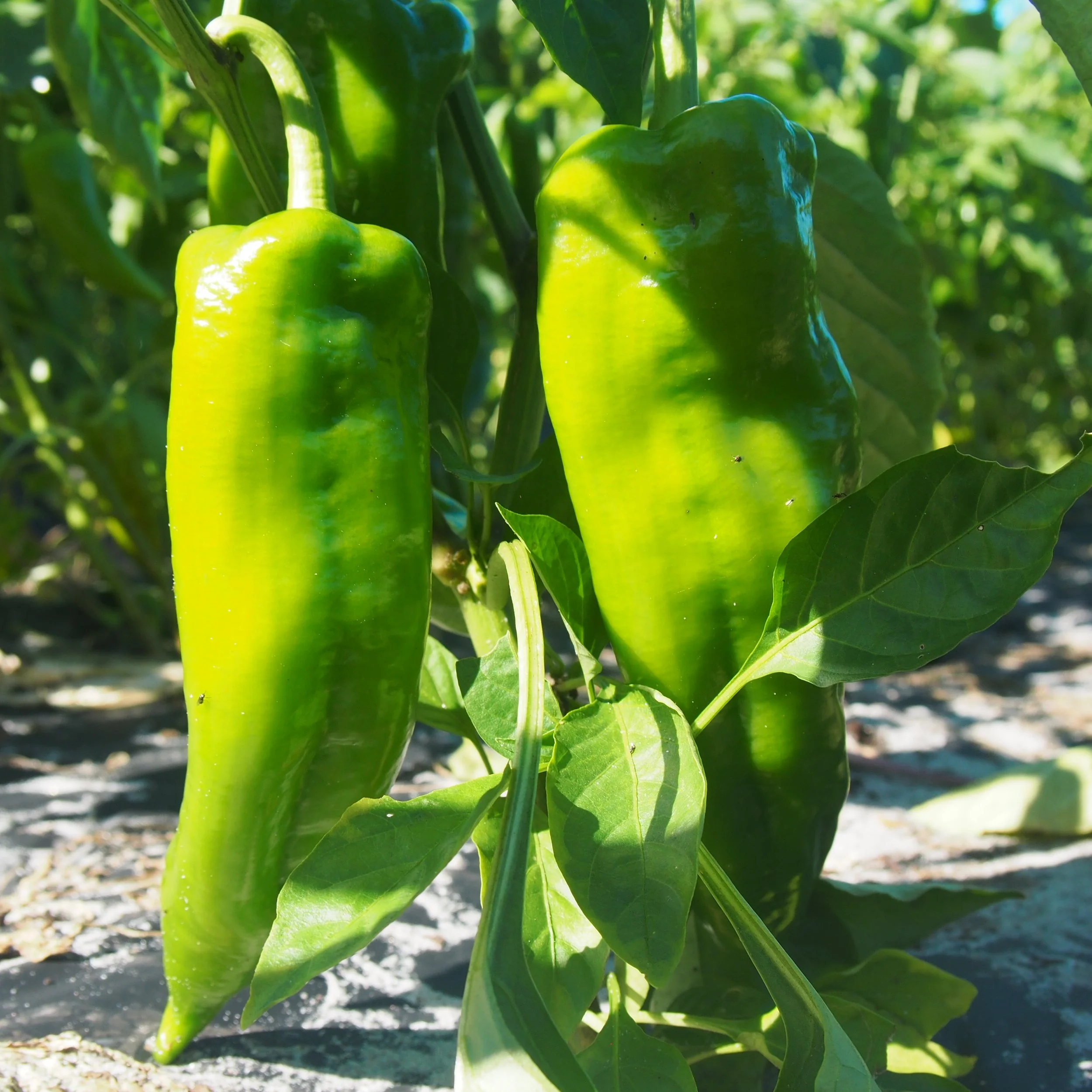 Cubanelle Pepper — Kai-Kai Farm - Produce - Farm Dinners - Weddings ...