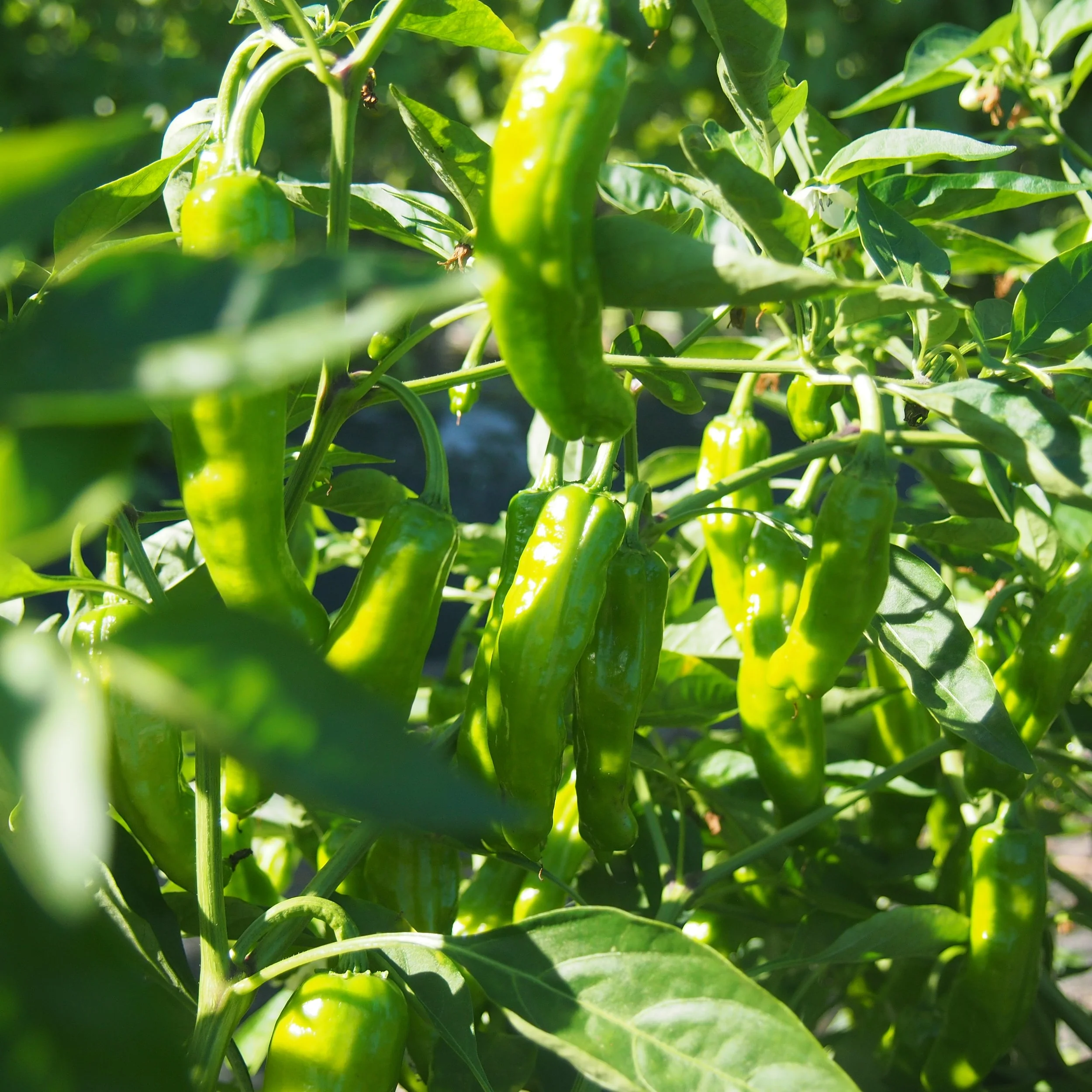 Shishito Peppers — Kai-Kai Farm - Produce - Farm Dinners - Weddings ...