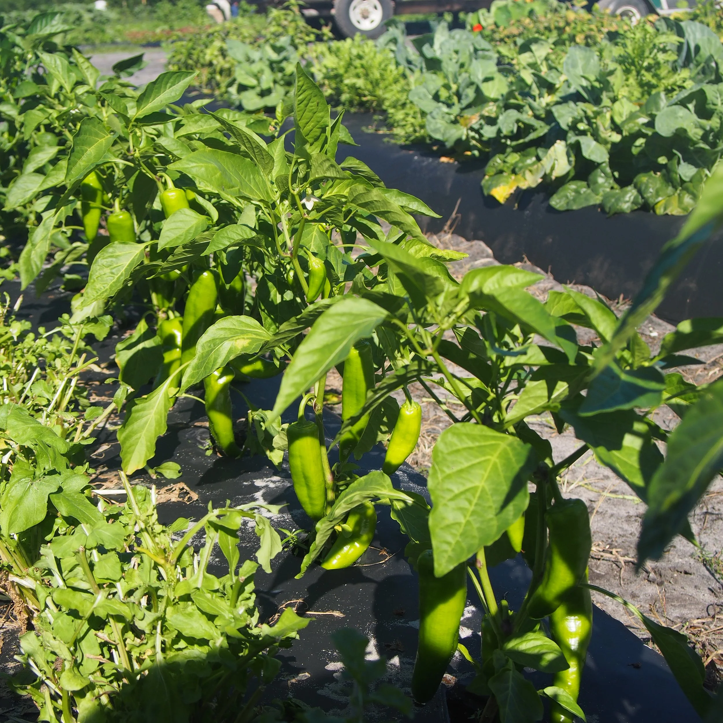 Shishito Peppers — Kai-Kai Farm - Produce - Farm Dinners - Weddings ...