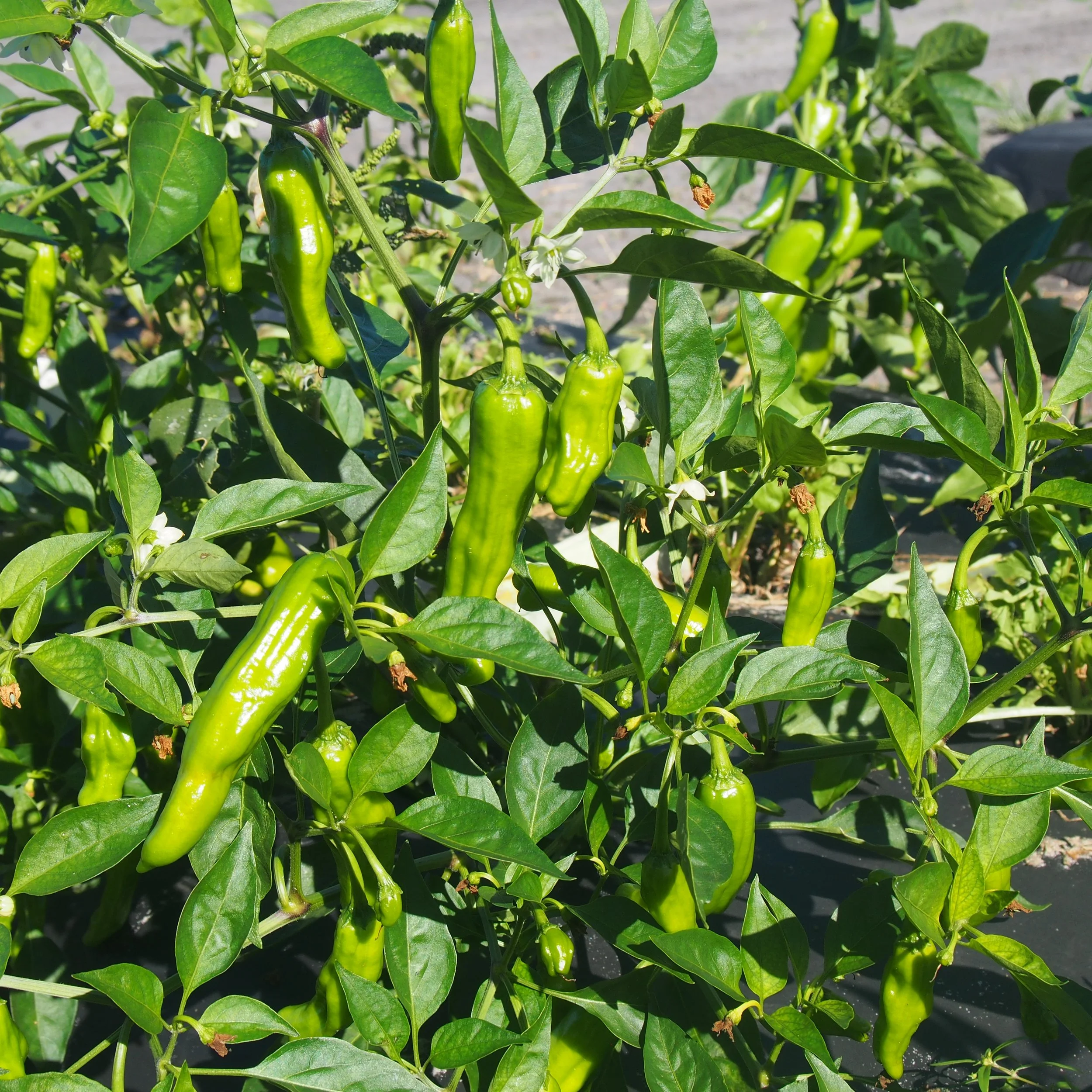 Shishito Peppers — Kai-Kai Farm - Produce - Farm Dinners - Weddings ...