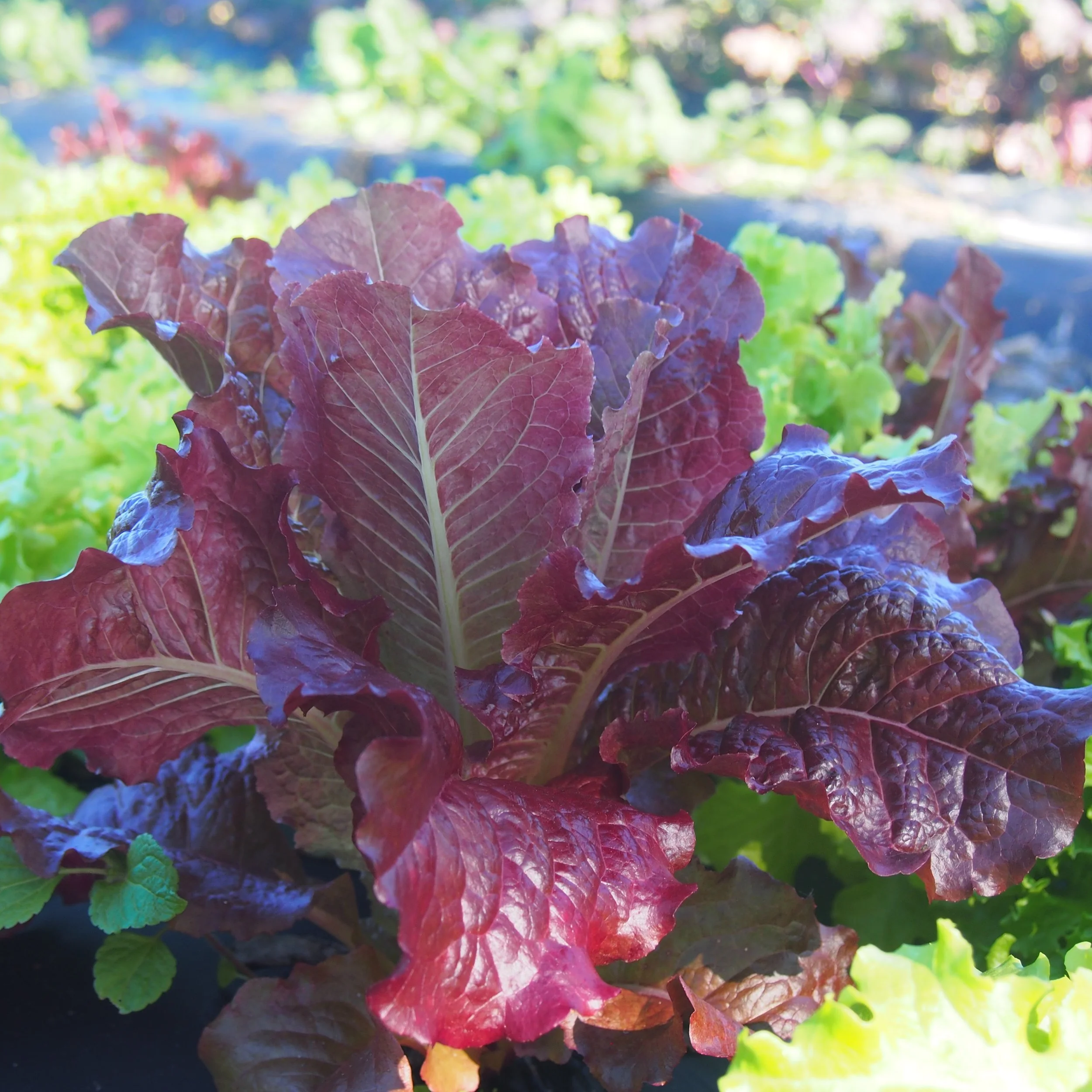Lettuce, Red Oakleaf — Kai-Kai Farm - Produce - Farm Dinners - Weddings ...