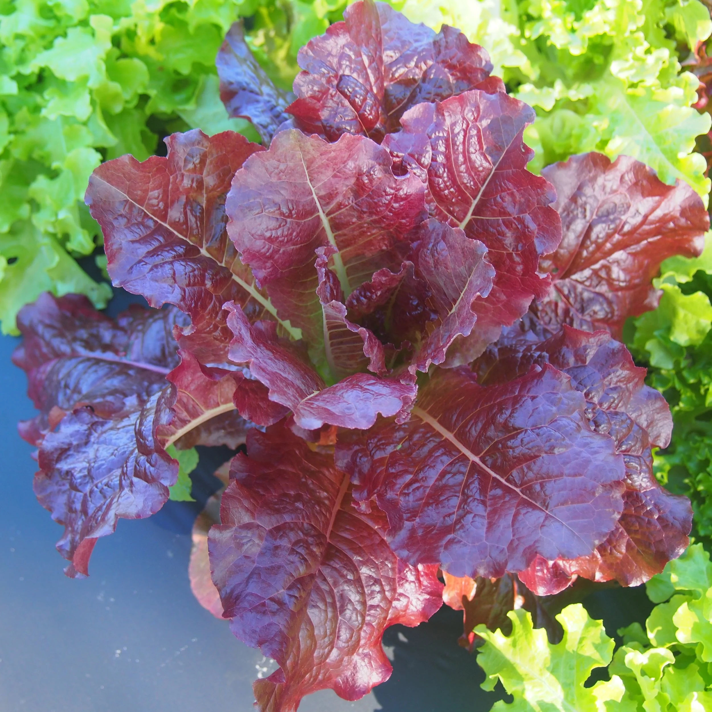 Lettuce, Red Oakleaf — Kai-Kai Farm - Produce - Farm Dinners - Weddings ...