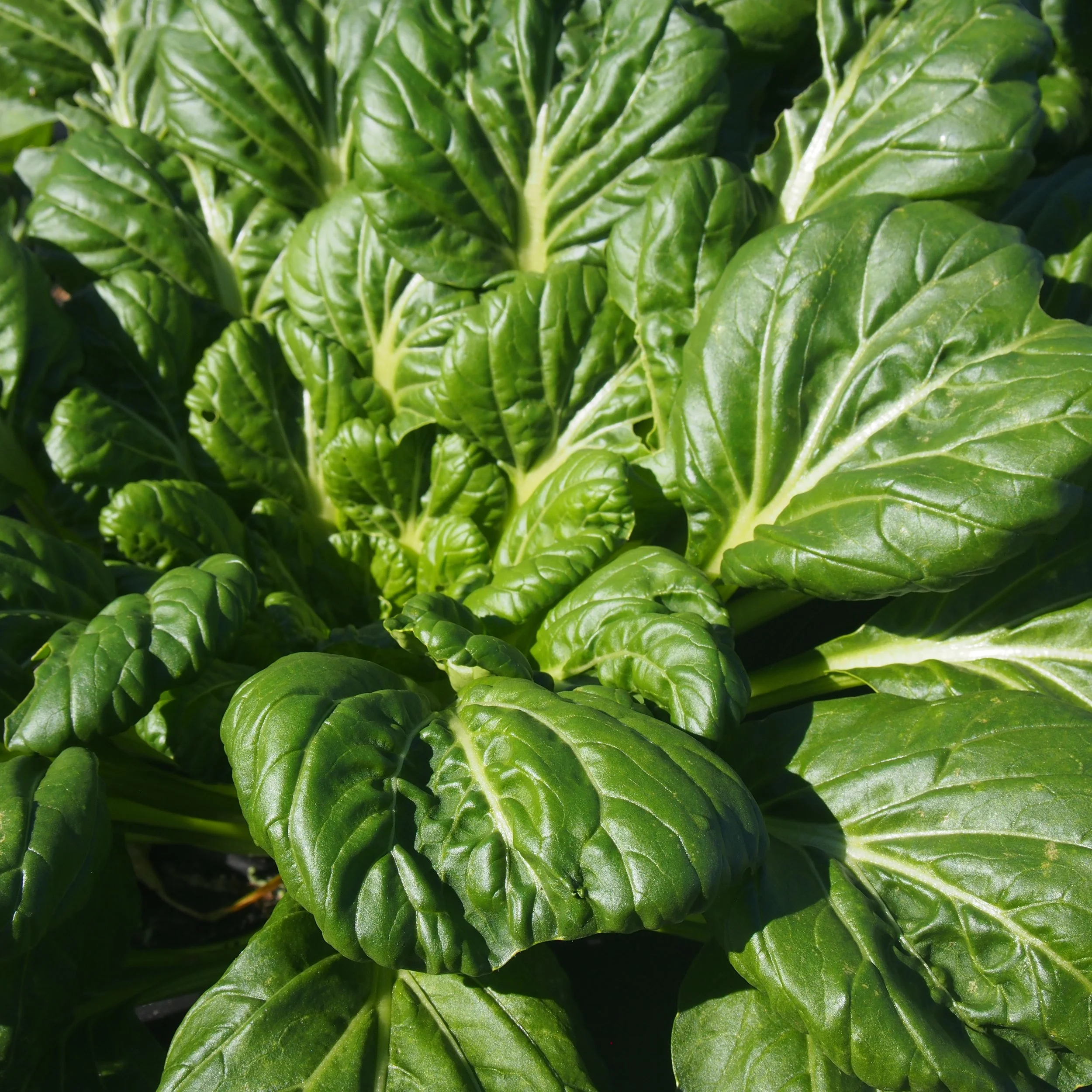 Tatsoi — Kai-Kai Farm - Produce - Farm Dinners - Weddings & Events ...
