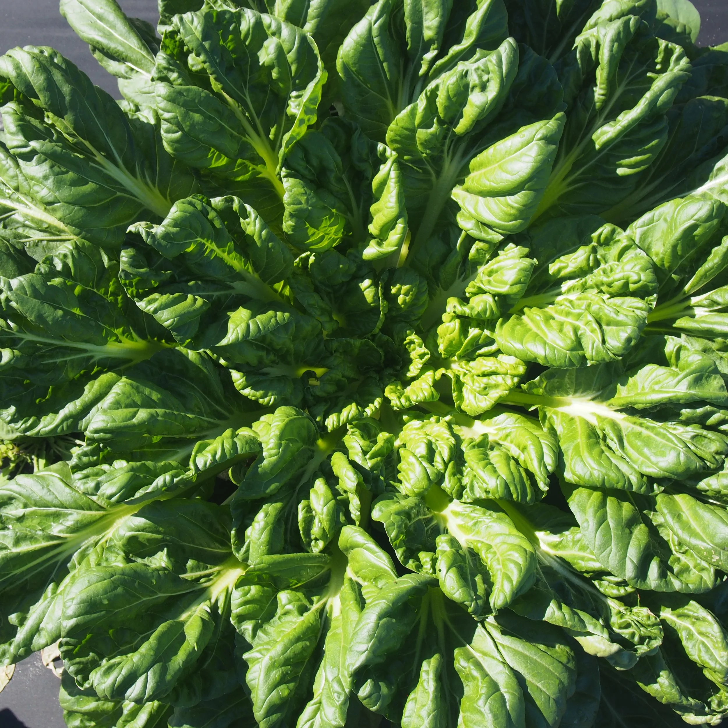 Tatsoi — Kai-Kai Farm - Produce - Farm Dinners - Weddings & Events ...