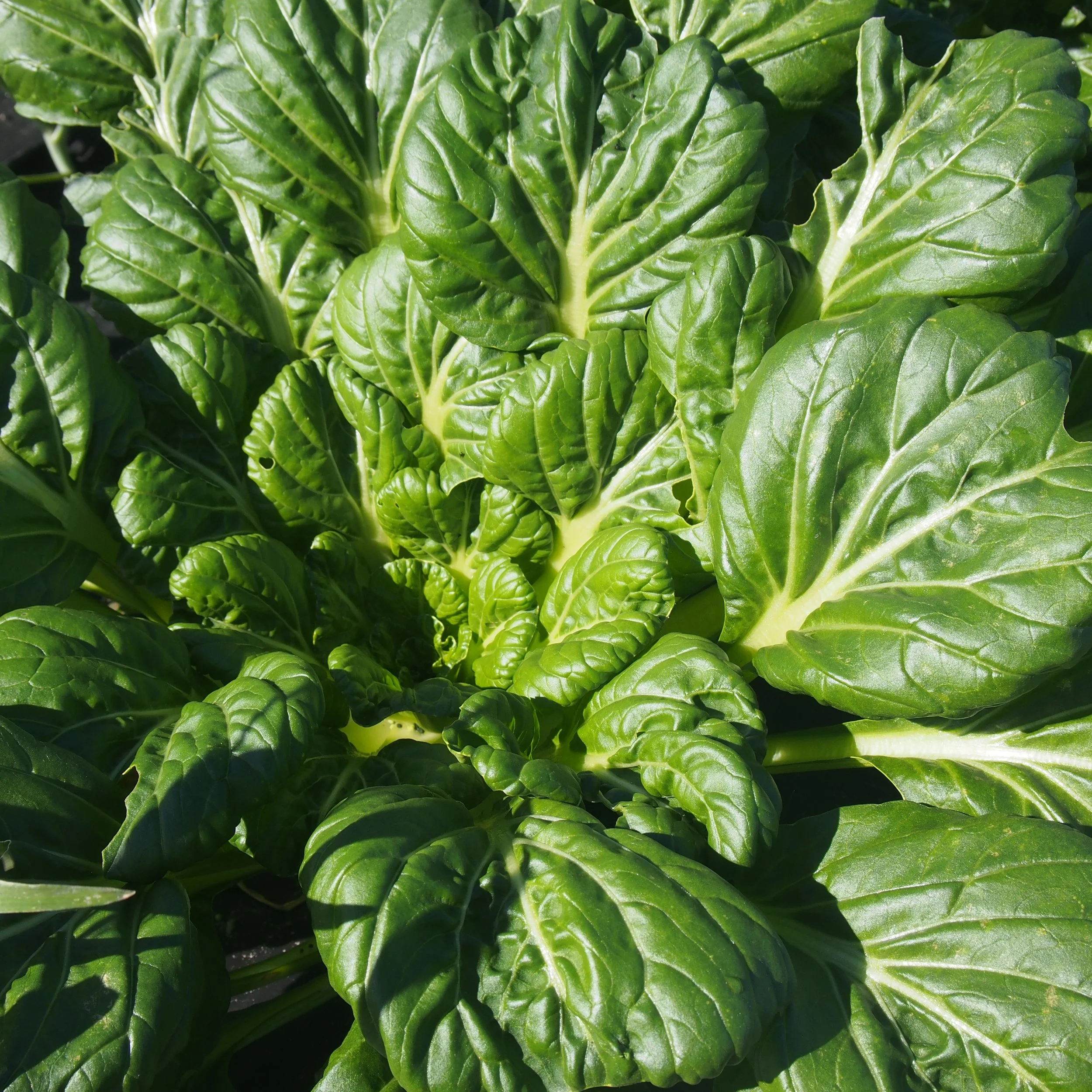 Tatsoi — Kai-Kai Farm - Produce - Farm Dinners - Weddings & Events ...
