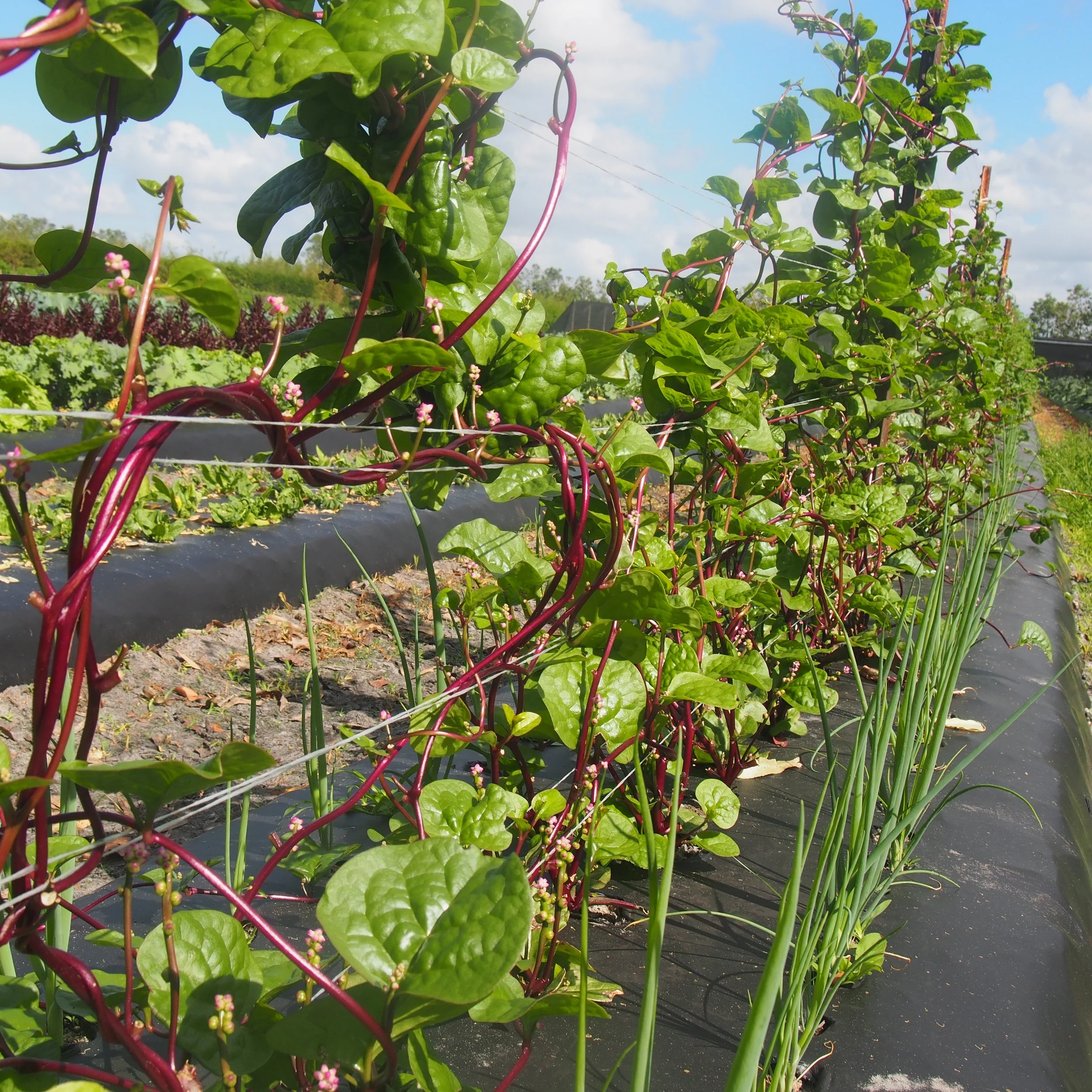 Green Malabar Spinach — Kai-Kai Farm - Produce - Farm Dinners ...
