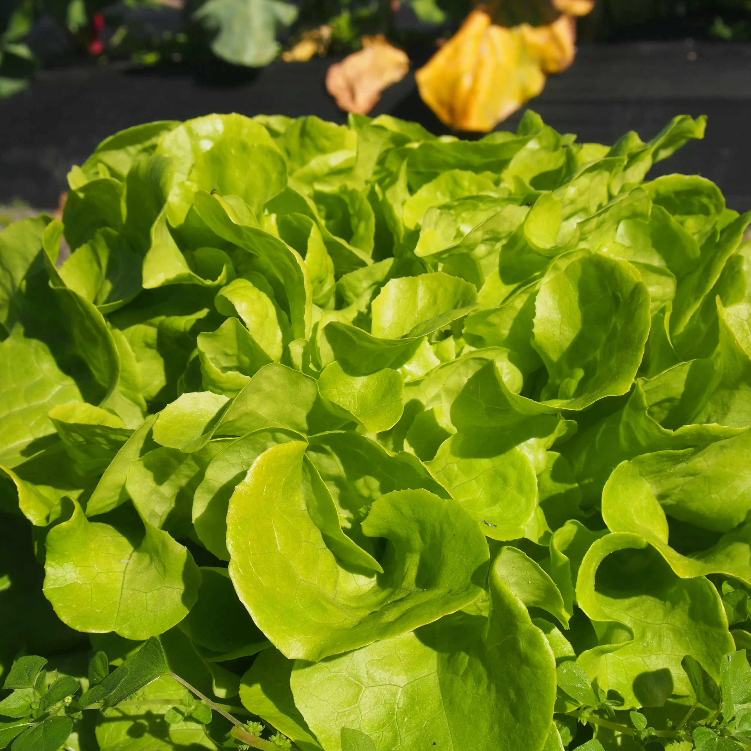 Lettuce, Green Oak Leaf (Panisse) — Kai-Kai Farm - Produce - Farm ...