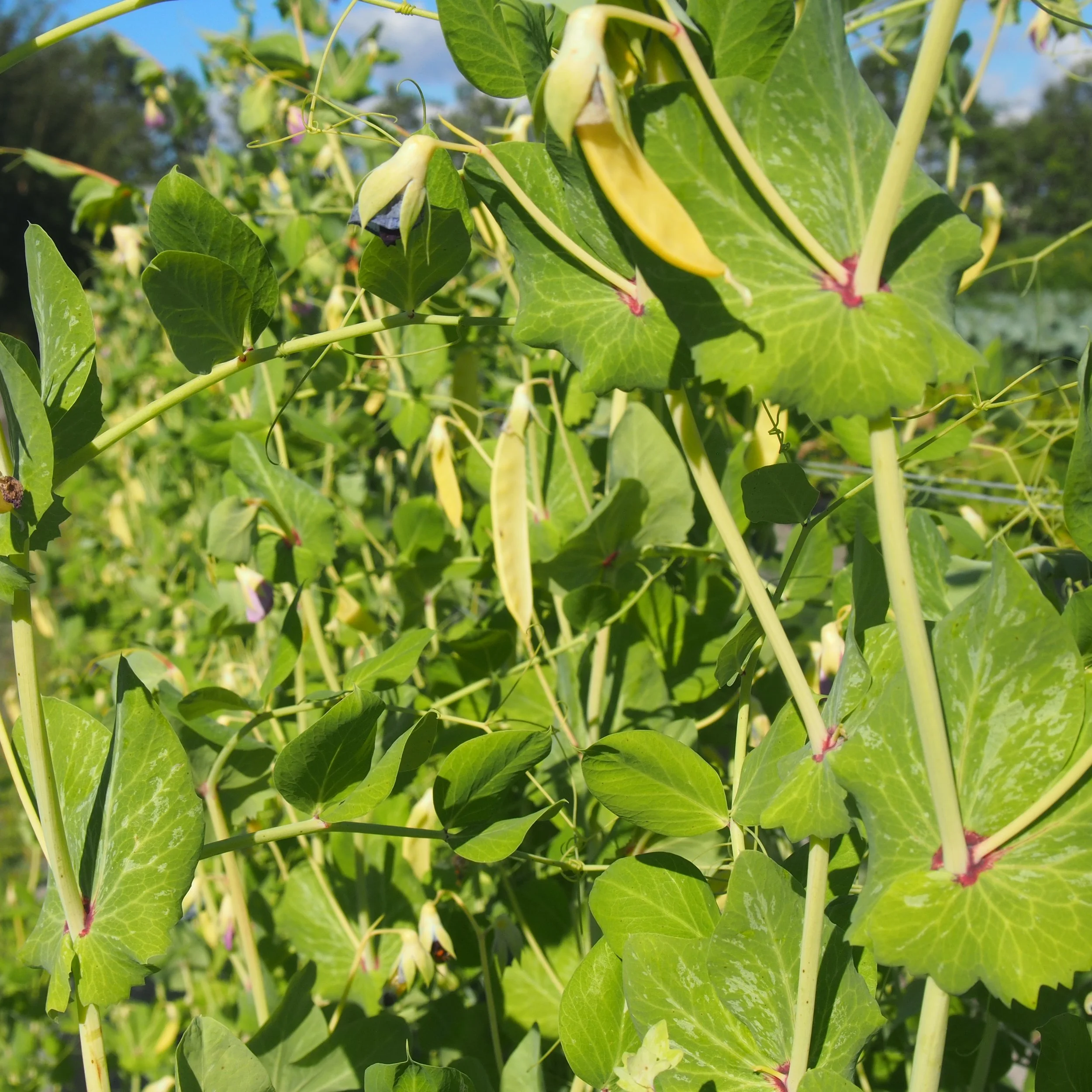 Golden Sweet Snow Pea — Kai-Kai Farm - Produce - Farm Dinners ...