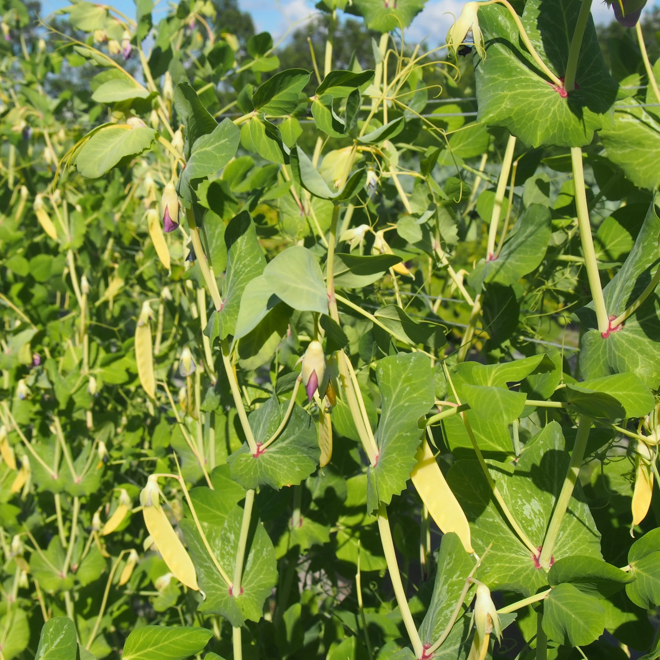 Golden Sweet Snow Pea — Kai-Kai Farm - Produce - Farm Dinners ...