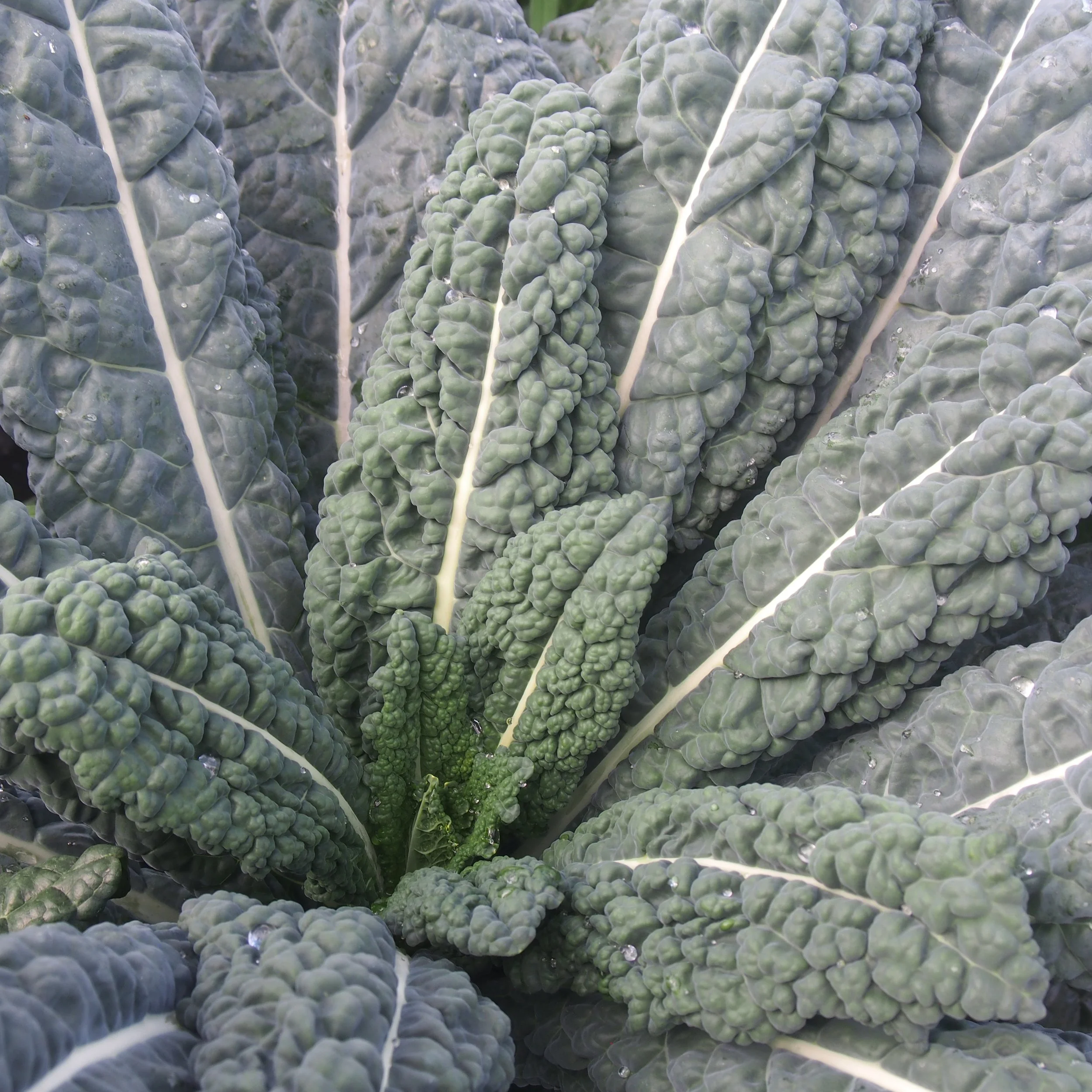 Kale, Lacinato — Kai-Kai Farm - Produce - Farm Dinners - Weddings ...