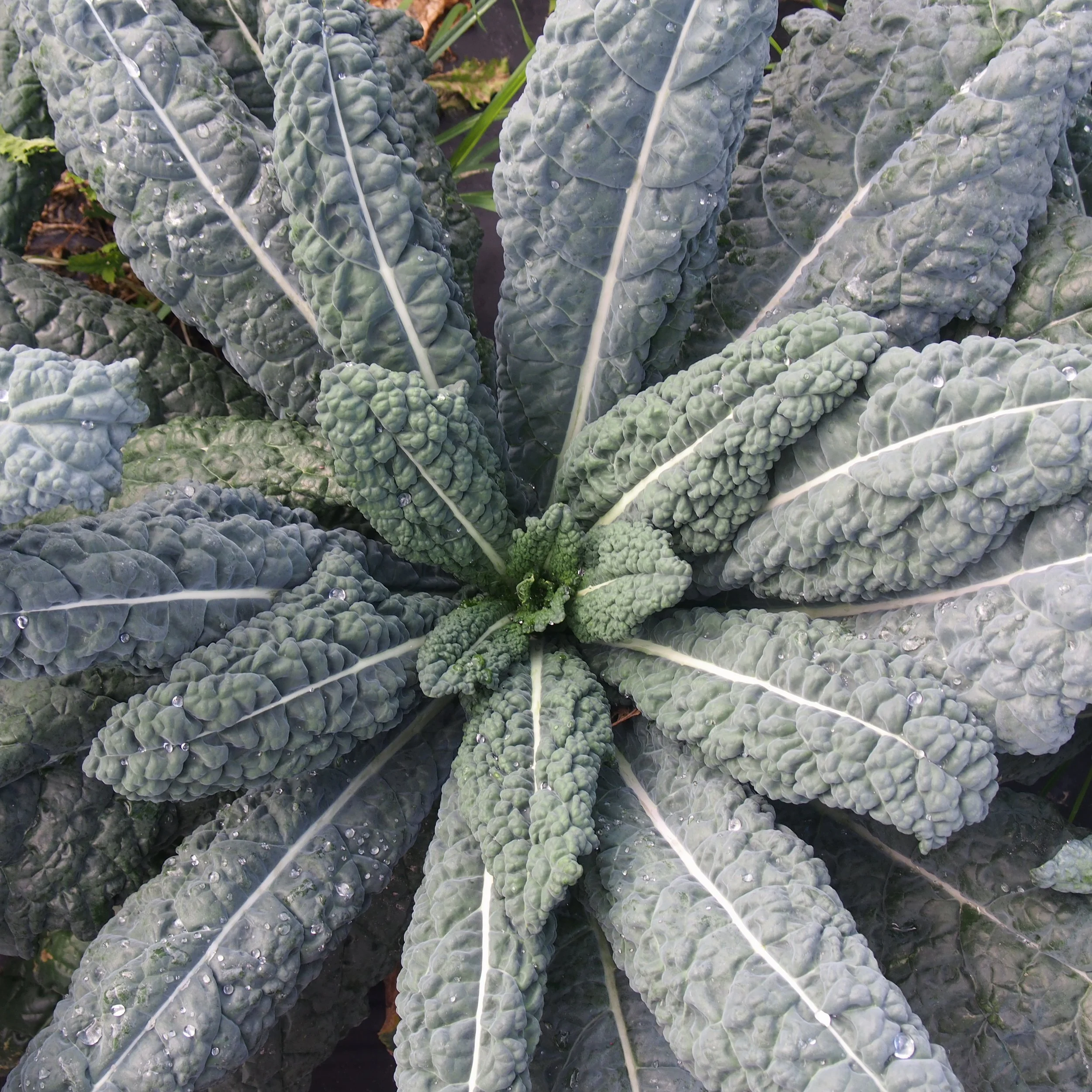 Our Produce — Kai-Kai Farm - Produce - Farm Dinners - Weddings & Events ...