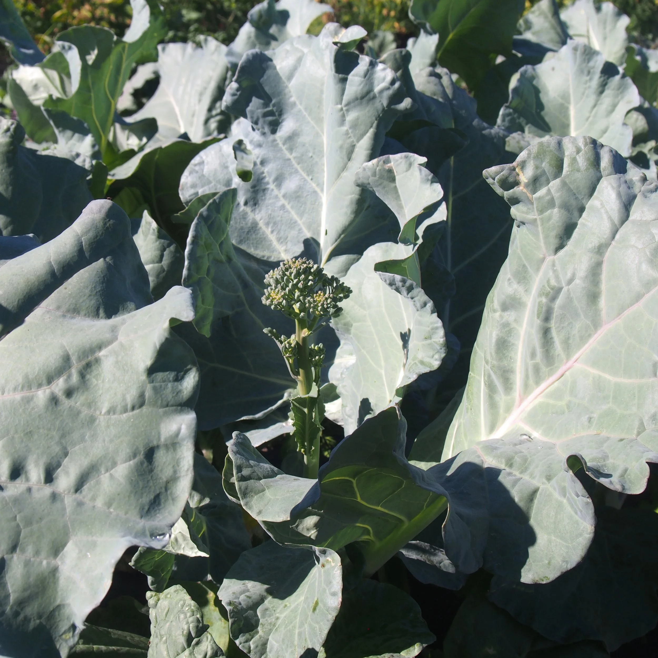 Broccoli, Chinese — Kai-Kai Farm - Produce - Farm Dinners - Weddings ...