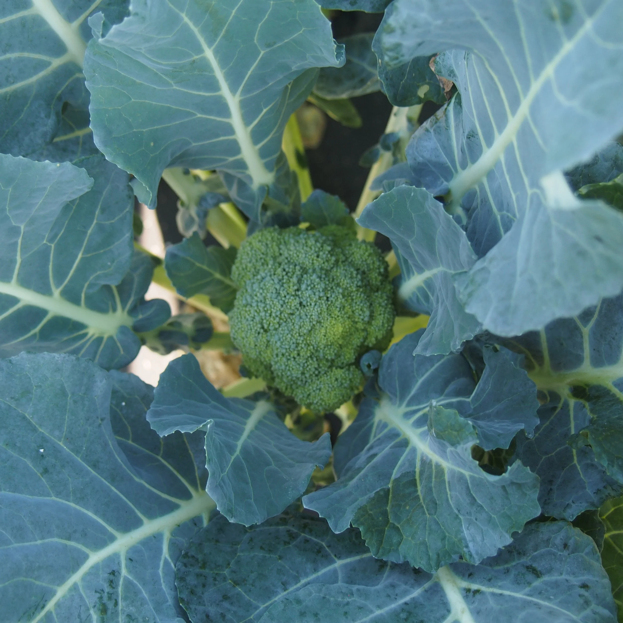 Broccoli, Imperial — Kai-Kai Farm - Produce - Farm Dinners - Weddings ...