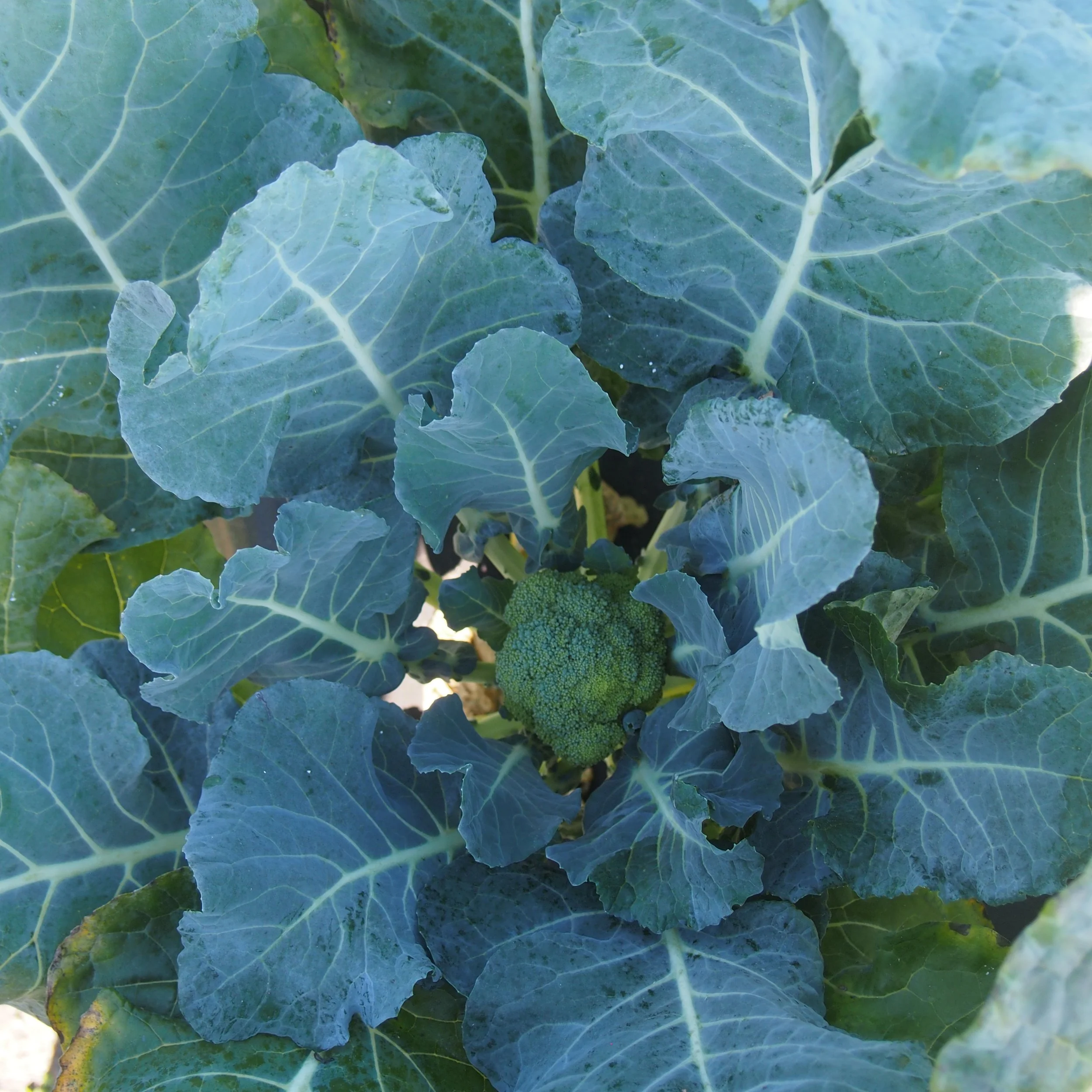 Our Produce — Kai-Kai Farm - Produce - Farm Dinners - Weddings & Events ...