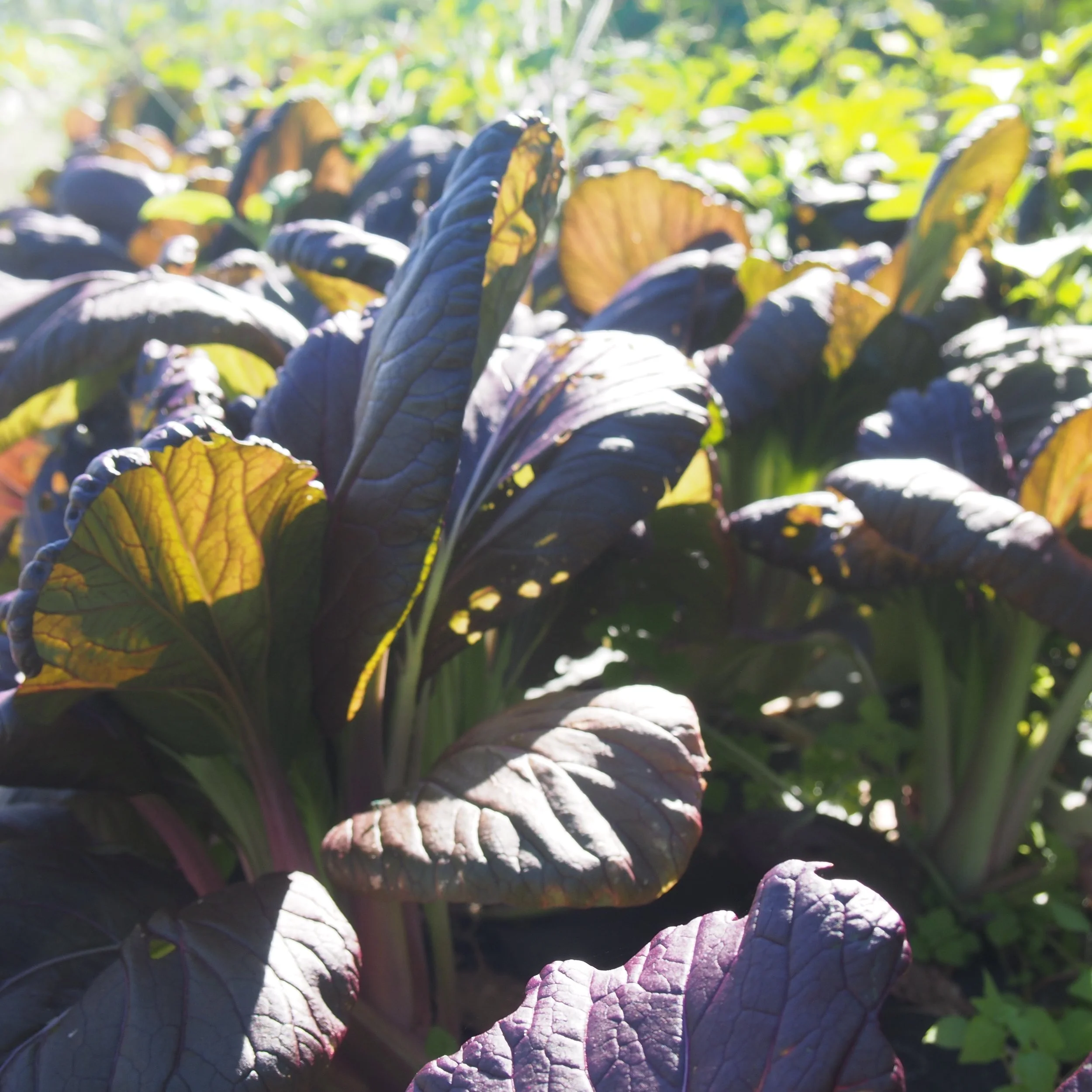 Red Rosie Bok Choy — Kai-Kai Farm - Produce - Farm Dinners - Weddings ...