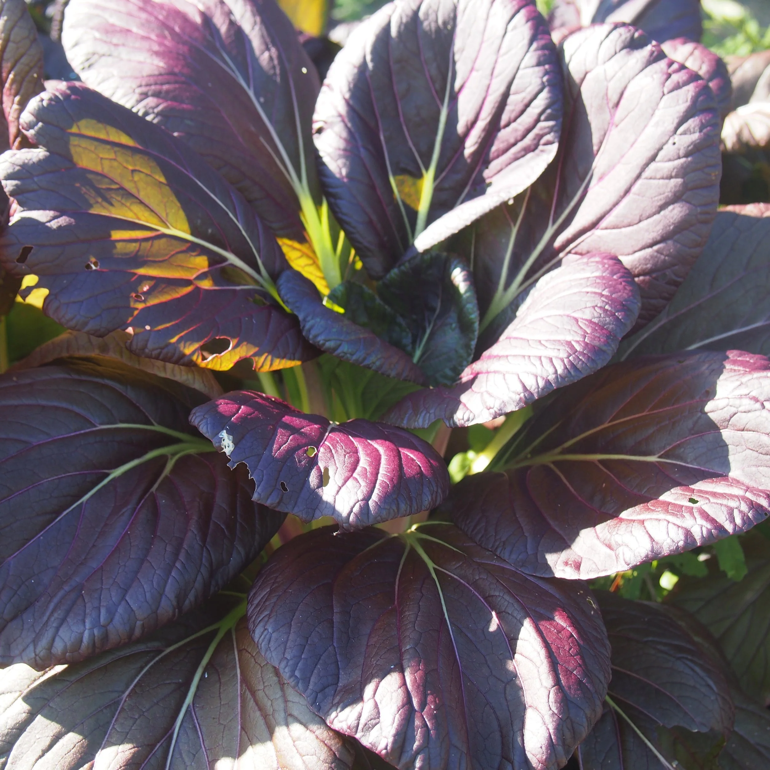 Red Rosie Bok Choy — Kai-Kai Farm - Produce - Farm Dinners - Weddings ...