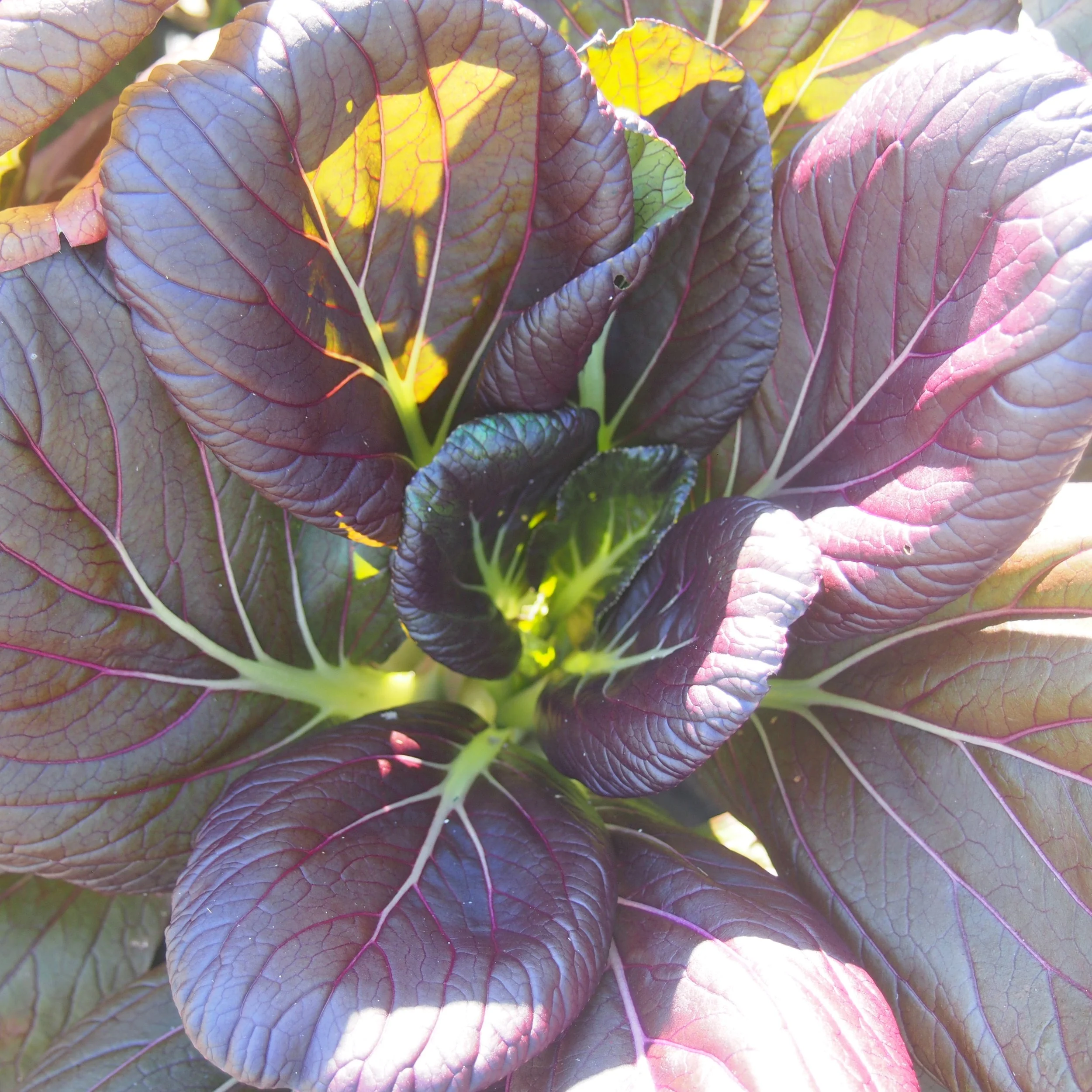 Red Rosie Bok Choy — Kai-Kai Farm - Produce - Farm Dinners - Weddings ...