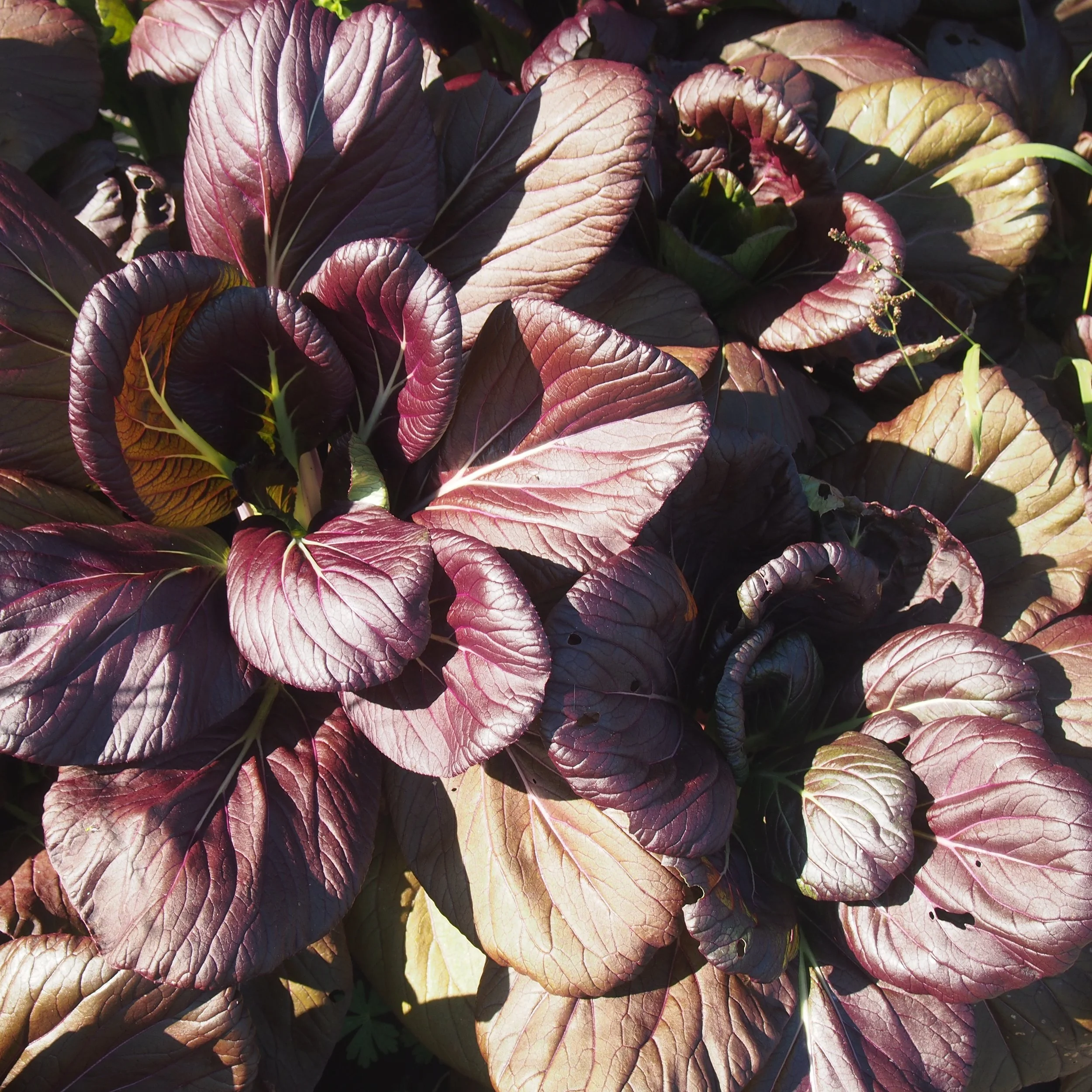 Red Rosie Bok Choy — Kai-Kai Farm - Produce - Farm Dinners - Weddings ...