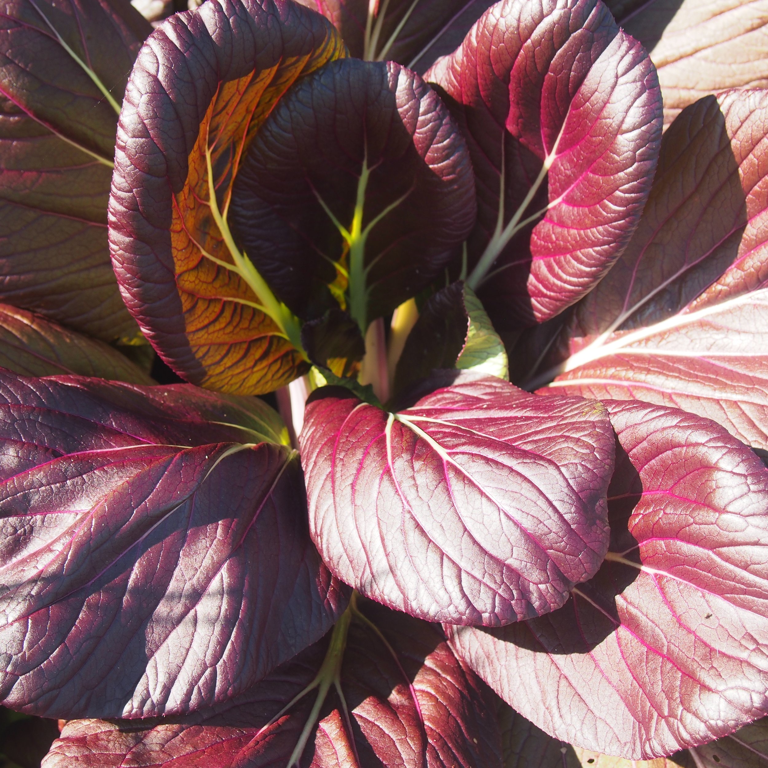 Red Rosie Bok Choy — Kai-Kai Farm - Produce - Farm Dinners - Weddings ...