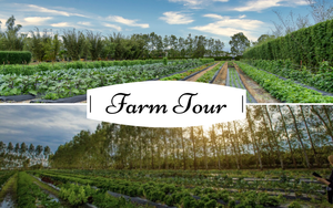 Guided Farm Tour — Kai-Kai Farm - Produce - Farm Dinners - Weddings ...